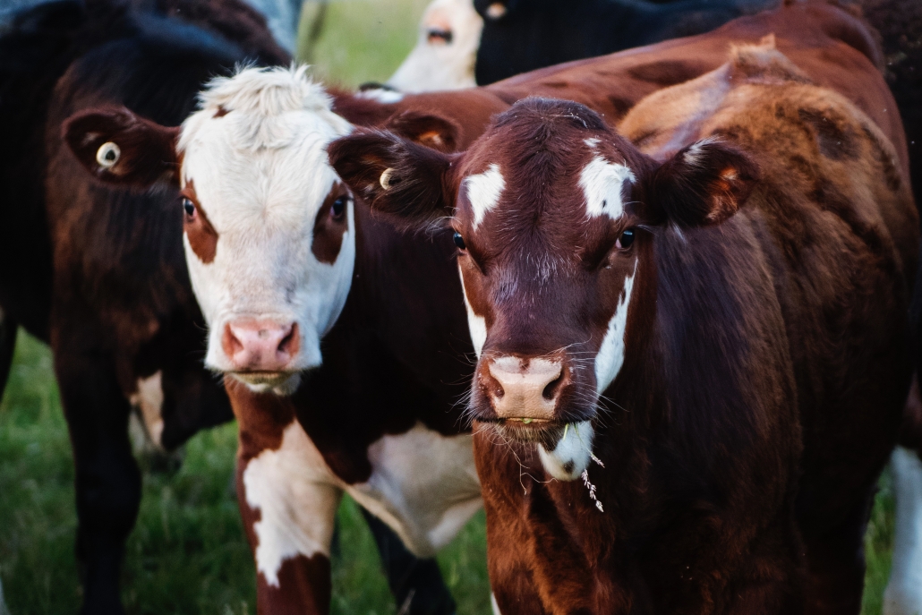 Meadow Foods PR Case Study | Cheshire | Source PR